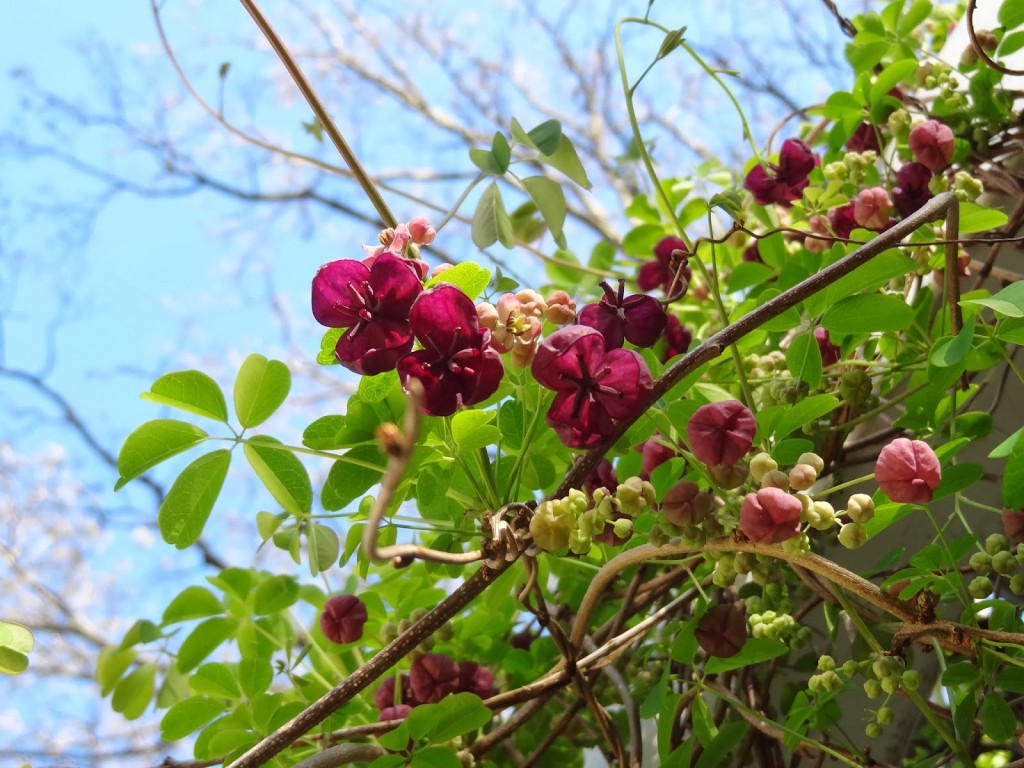 Chocolate Plants! A New Trend in Gardening - The Captured GardenThe ...