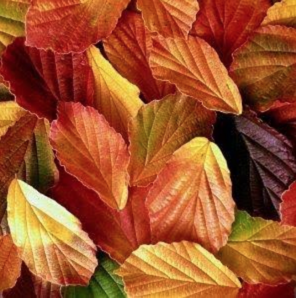 The Good Witch - The Captured GardenThe Captured Garden