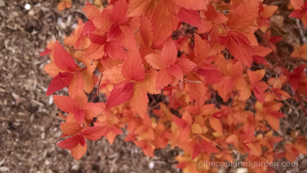 Category » Spring Archives - The Captured GardenThe Captured Garden